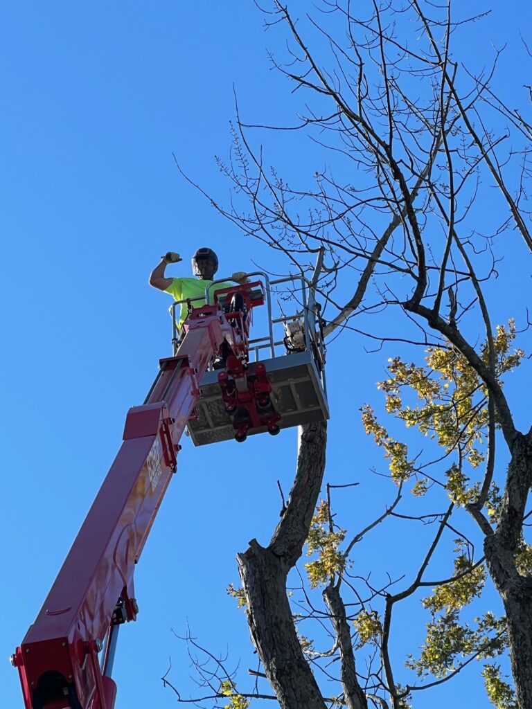 About - Total Tree Services Inc | Professional Tree Care